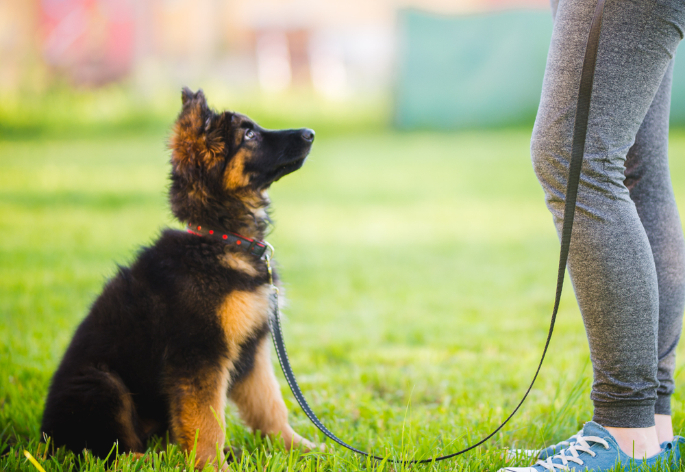 How To Teach Your Puppy The 5 Basic Commands Petland Florida