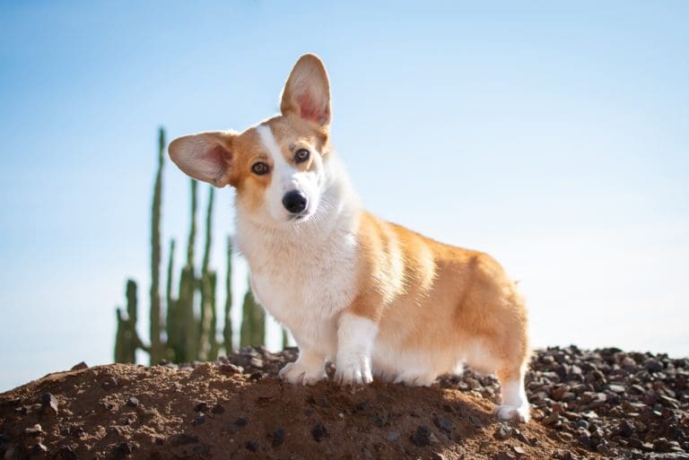 Everything You Need to Know About Corgis - Petland Florida