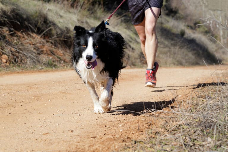 Top 10 Easy to Train dog Breeds - Petland Florida