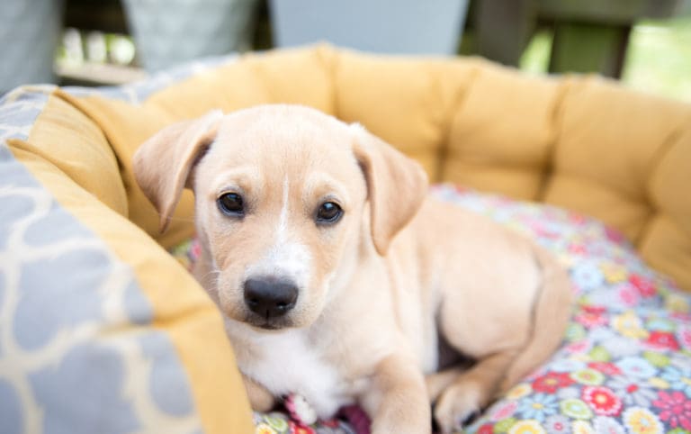 Top 10 Easy to Train dog Breeds - Petland Florida