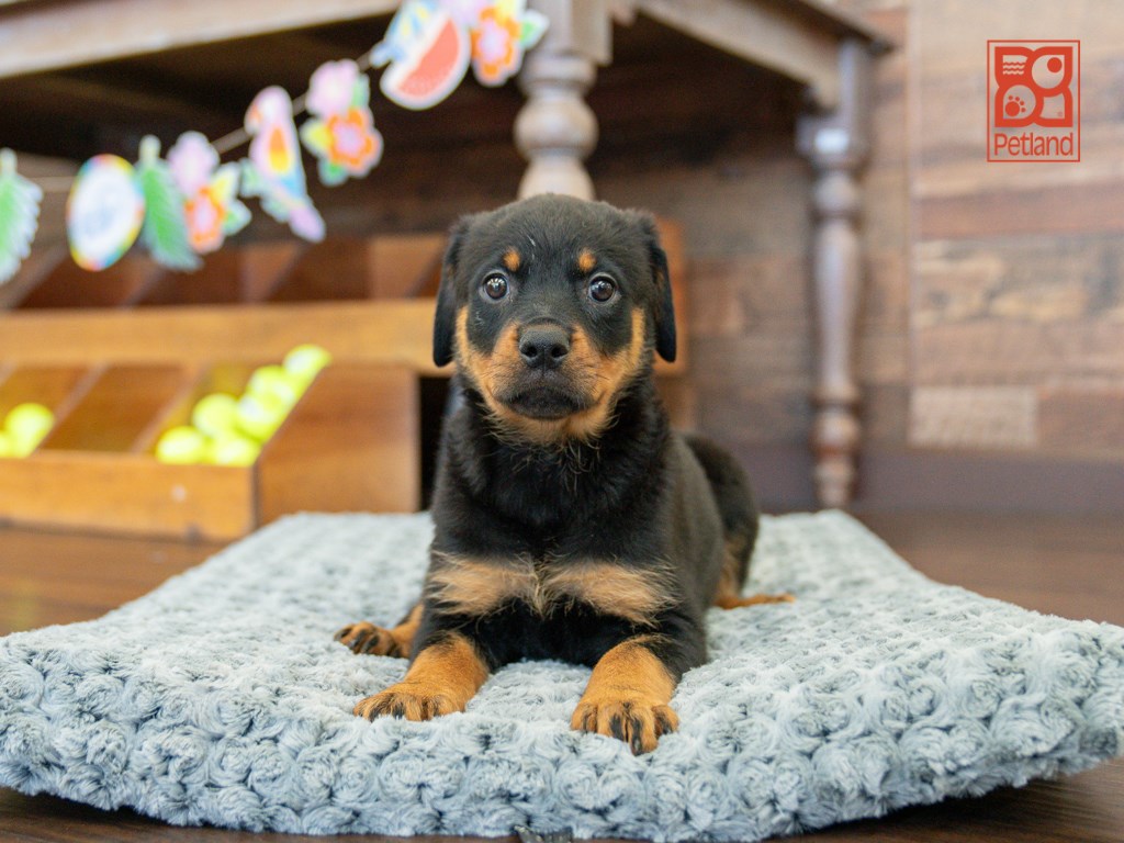 Puppy Black and Mahogany ID:196522 Located at Petland Florida