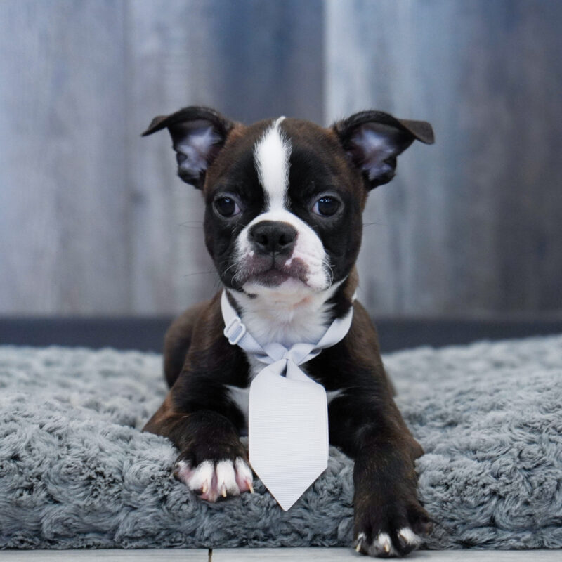 Find Puppies For Sale In Largo, FL | Petland Largo Florida