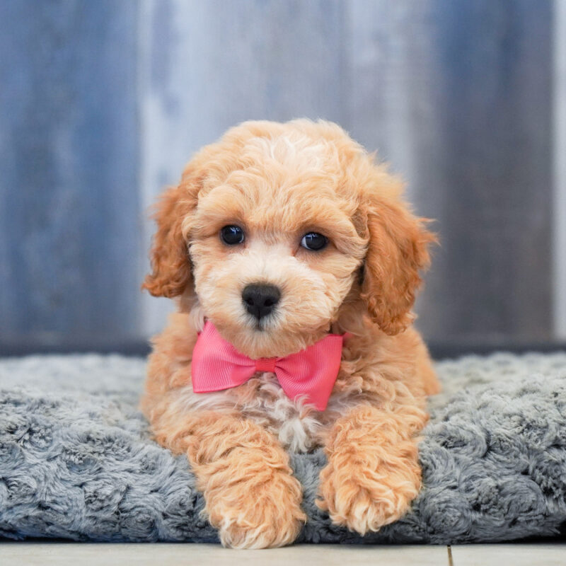 Find Puppies For Sale In Largo, FL | Petland Largo Florida