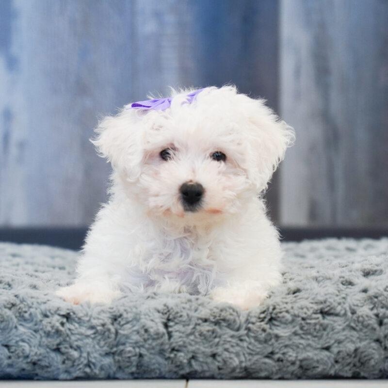 Find Puppies For Sale In Largo, FL | Petland Largo Florida