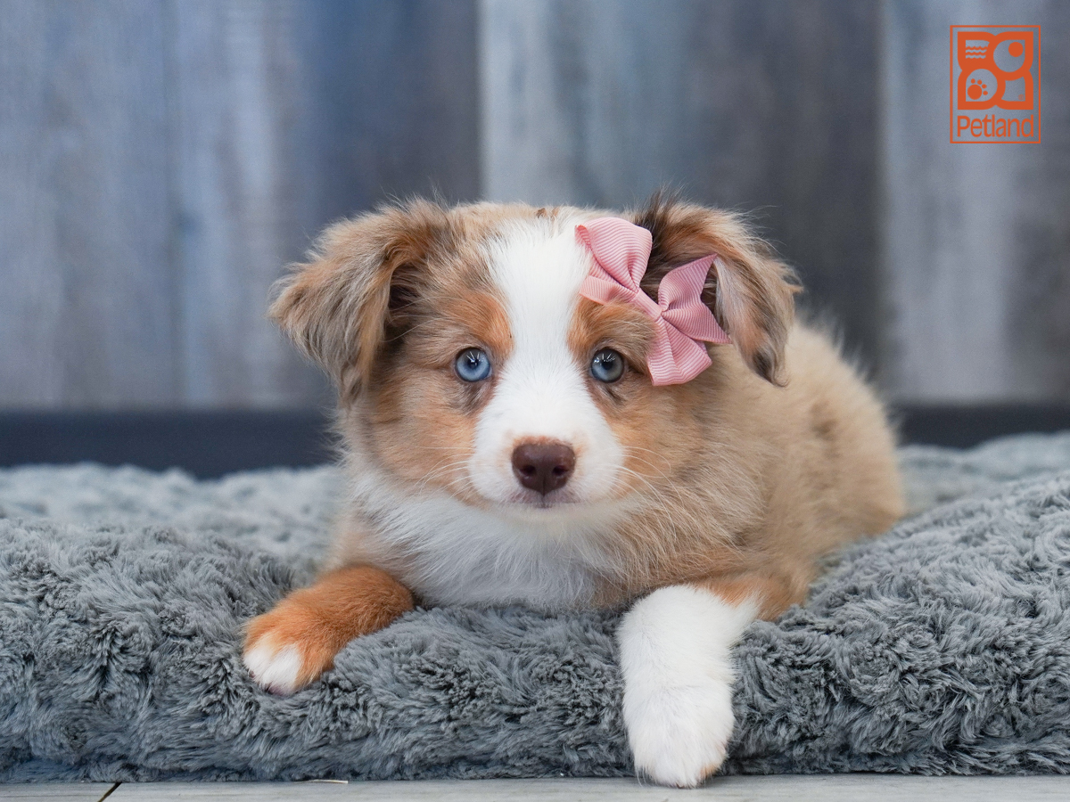Find Miniature Australian Shepherd Puppies | Petland Largo Florida